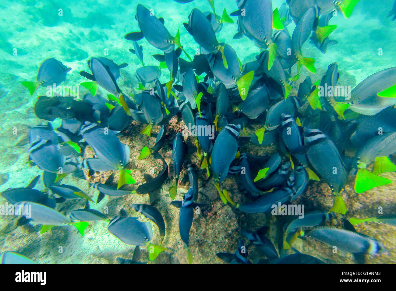 School of fish swimming in the Pacific Ocean in the Galapagos Islands ...