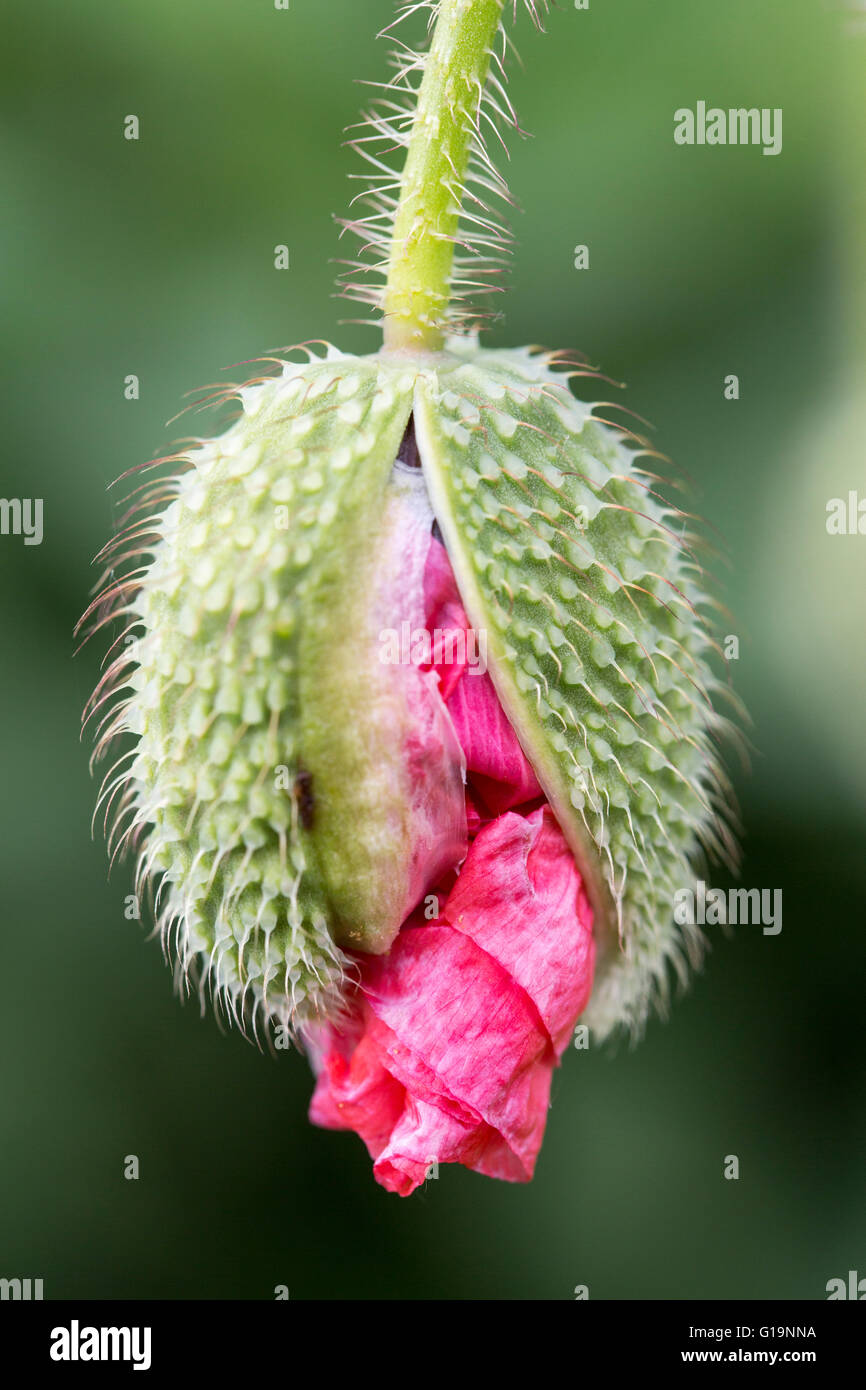 Red poppy flower bud isolated on garden background, macro Stock Photo ...
