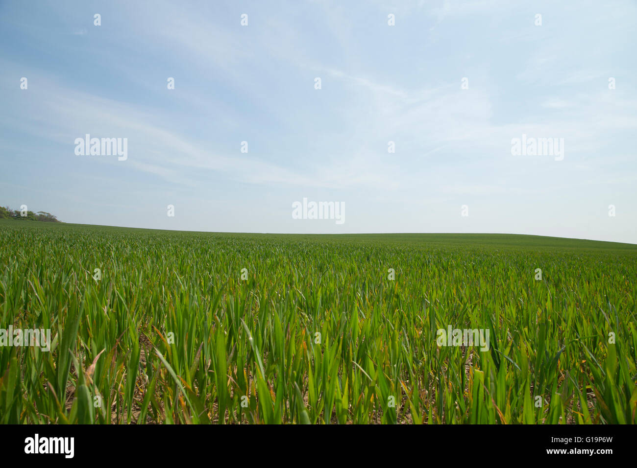 Crops growing in a field Stock Photo - Alamy
