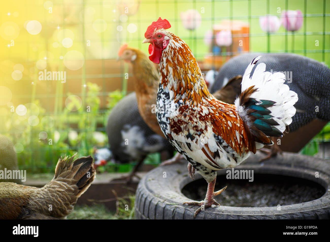 beautiful colored cock Stock Photo - Alamy