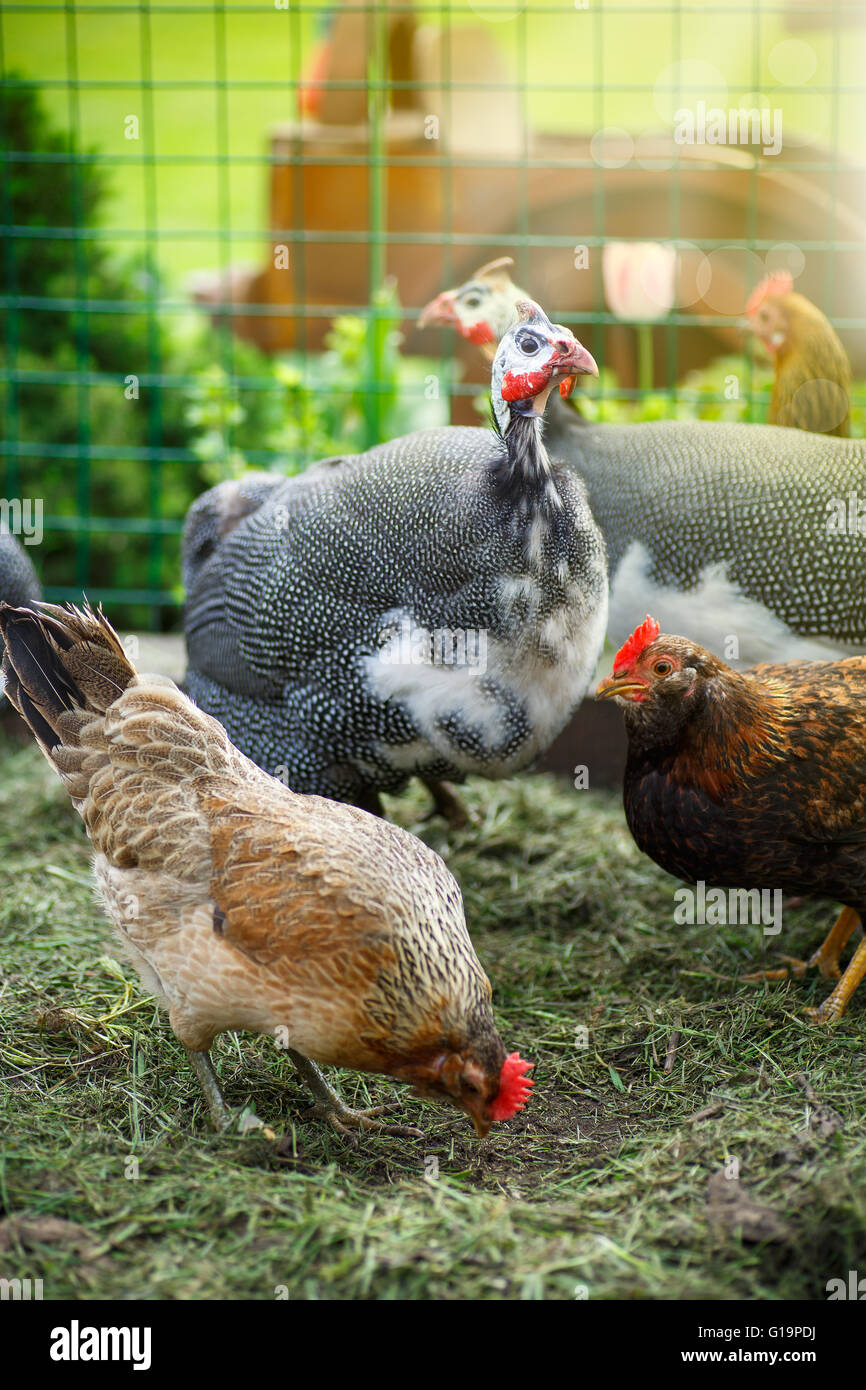 Guinea fowl and chicken hi-res stock photography and images - Alamy