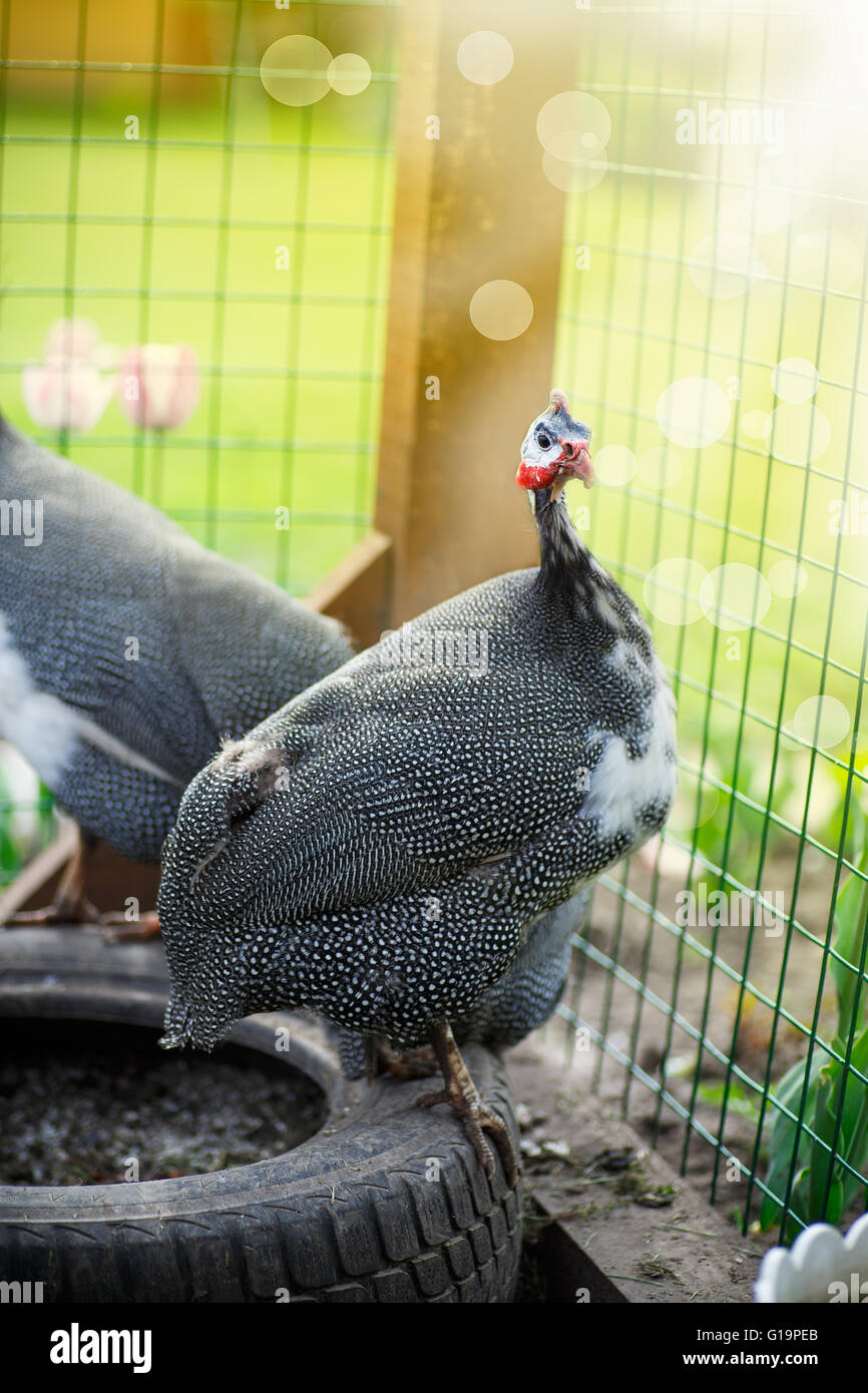 beautiful guinea fowl Stock Photo - Alamy