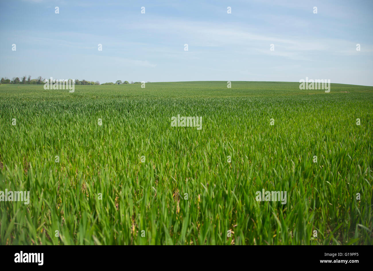 Farm land, crops growing in field Stock Photo - Alamy