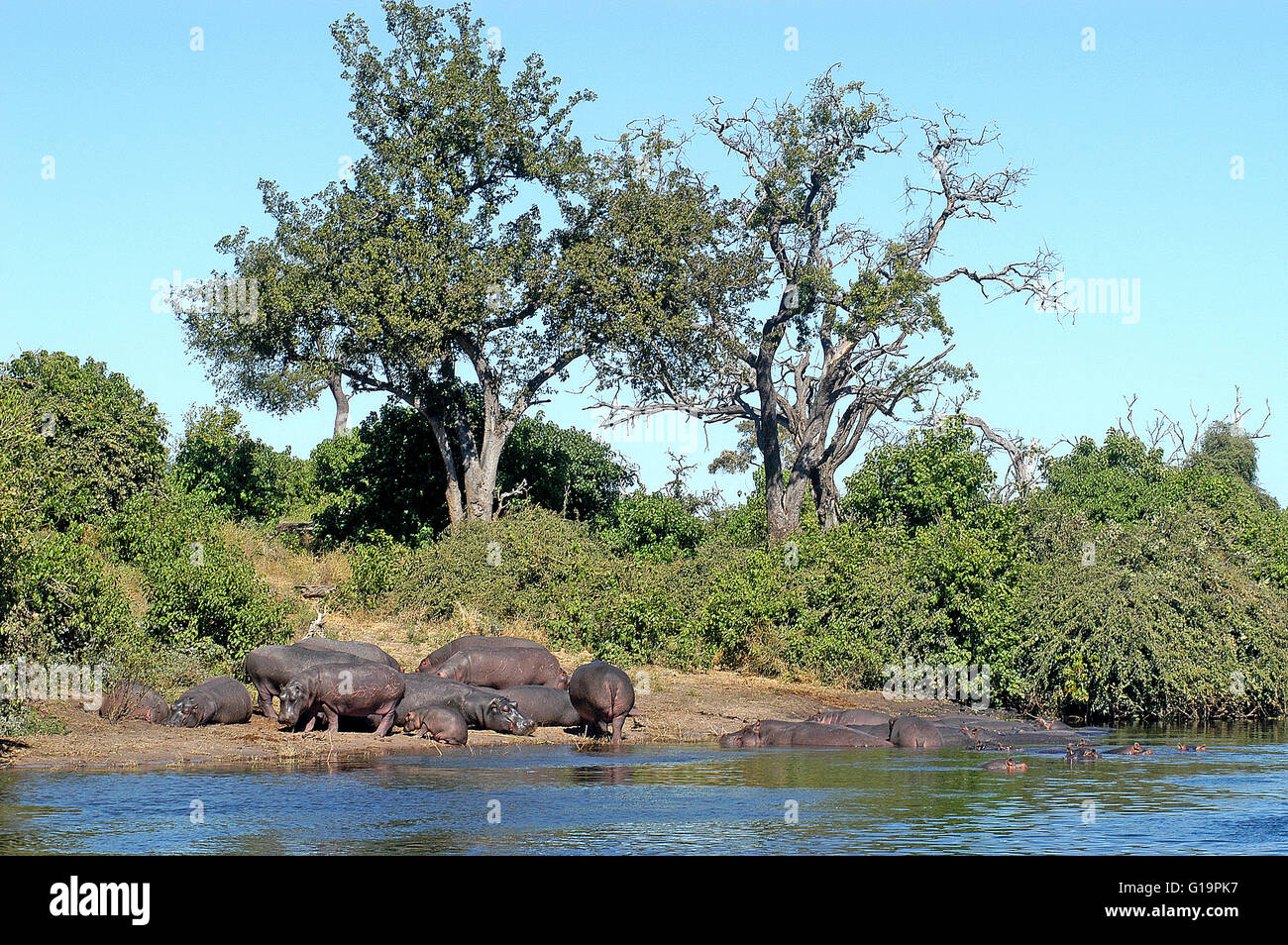 Riverside botswana hi-res stock photography and images - Alamy