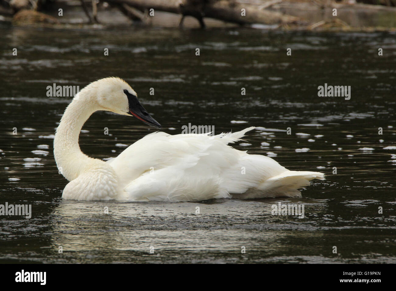 Swan preening itself Stock Photo - Alamy