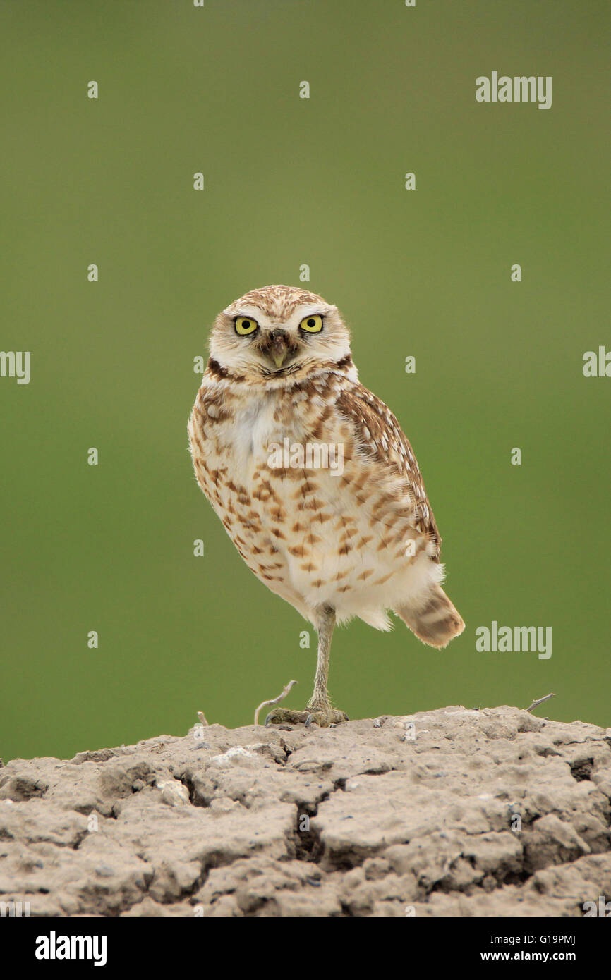 Burrowing Owl standing on one leg Stock Photo - Alamy