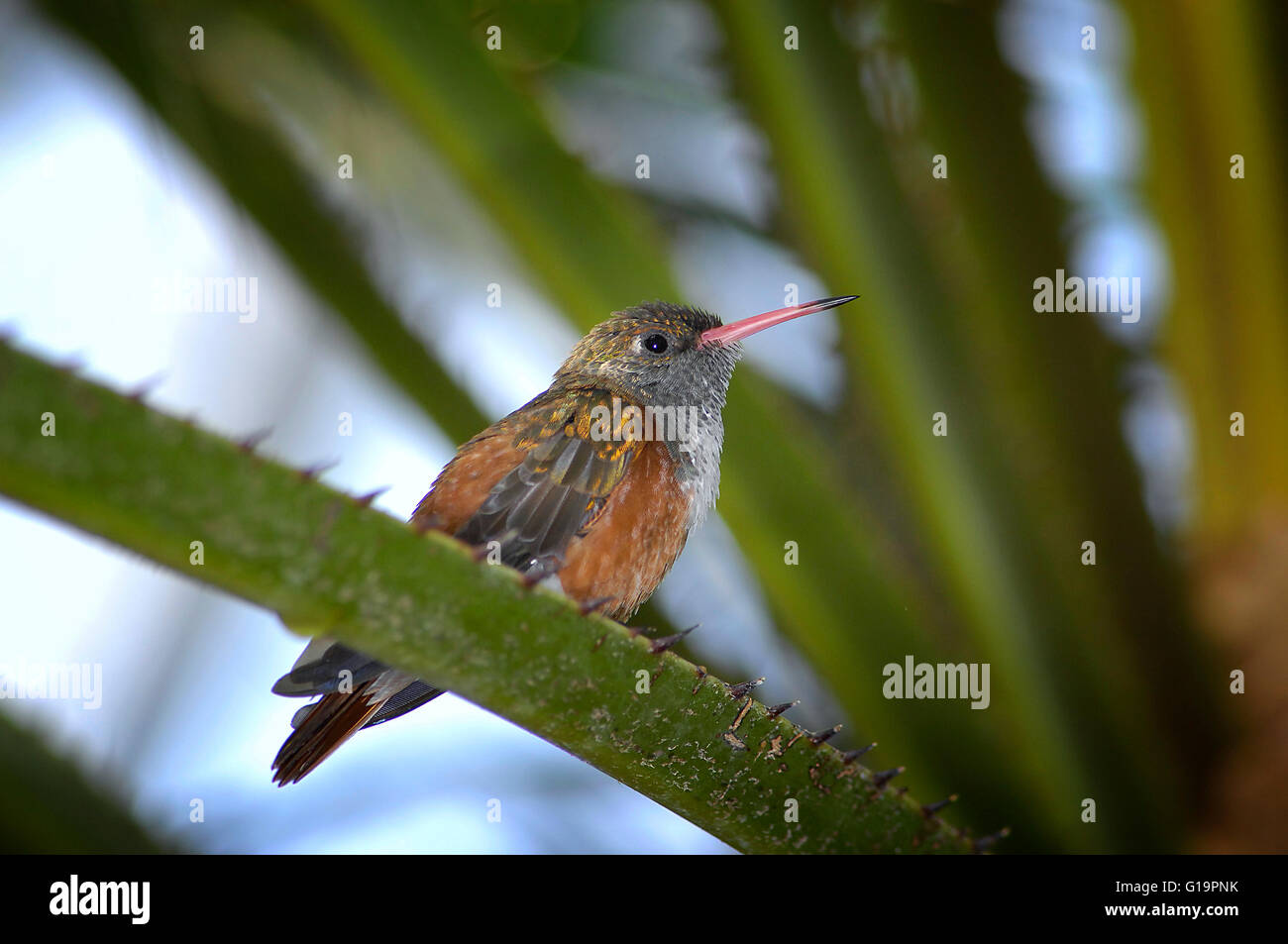 Humming-bird, sitting on palm bough Stock Photo - Alamy