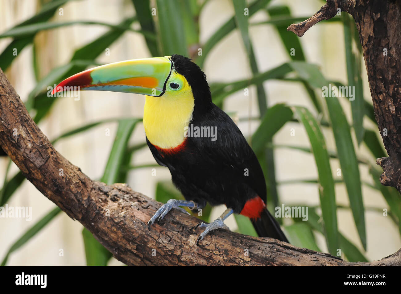 Funny toucan hi-res stock photography and images - Alamy