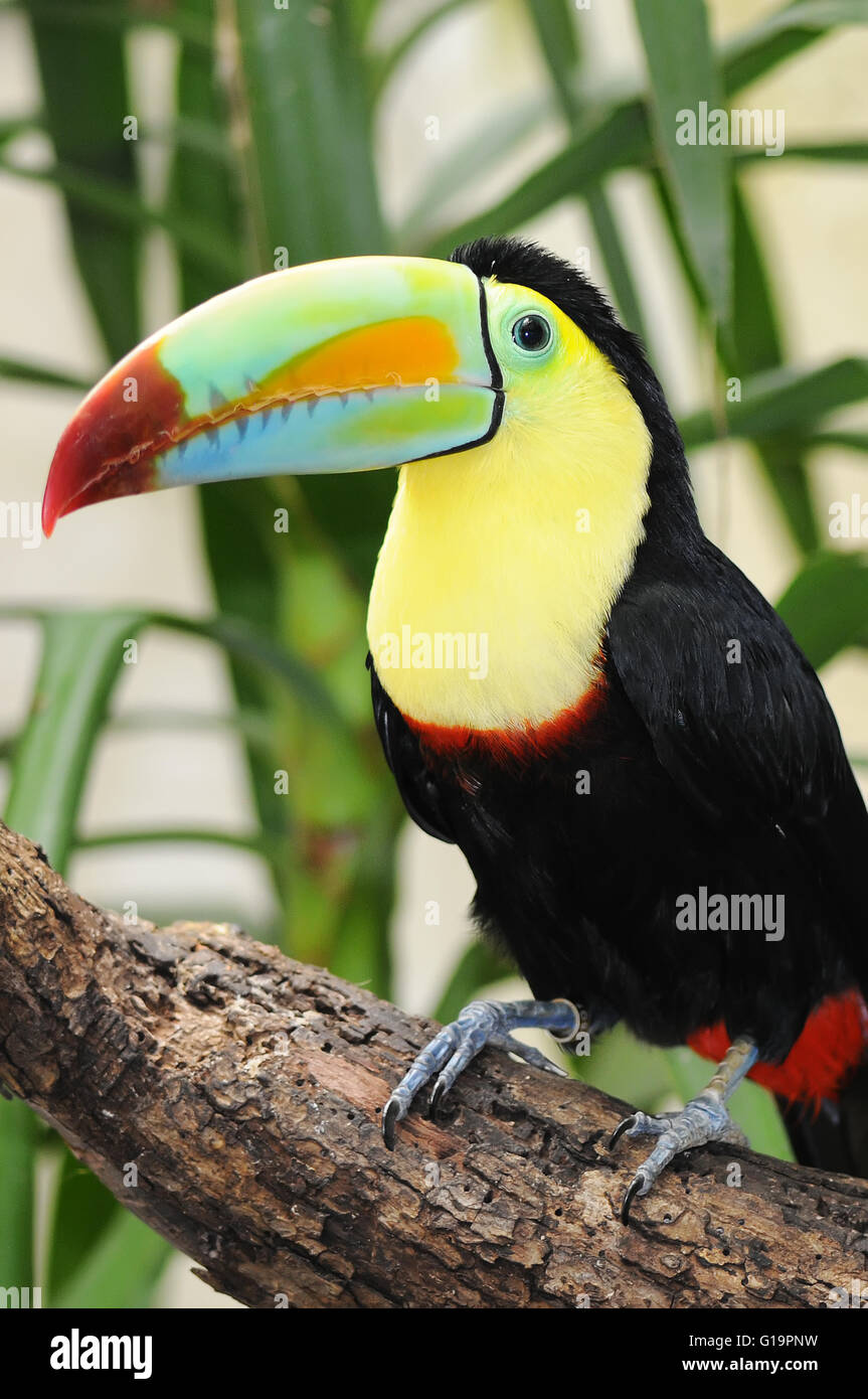 Sitting toucan hi-res stock photography and images - Alamy