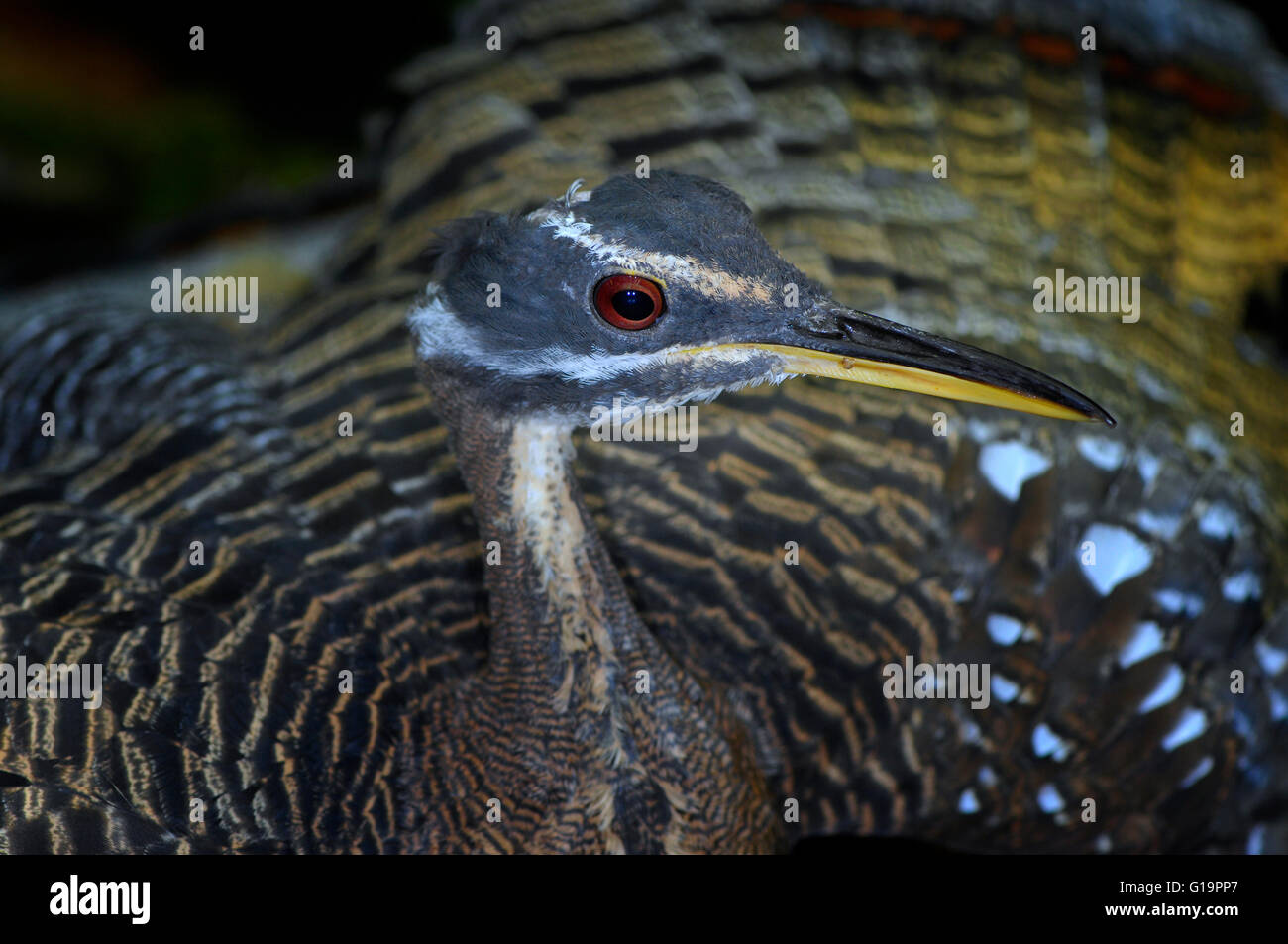 Sunbittern hi-res stock photography and images - Alamy