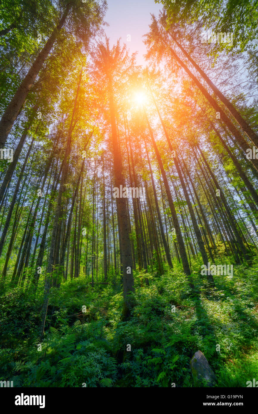 fairy tale fir tree forest Stock Photo - Alamy