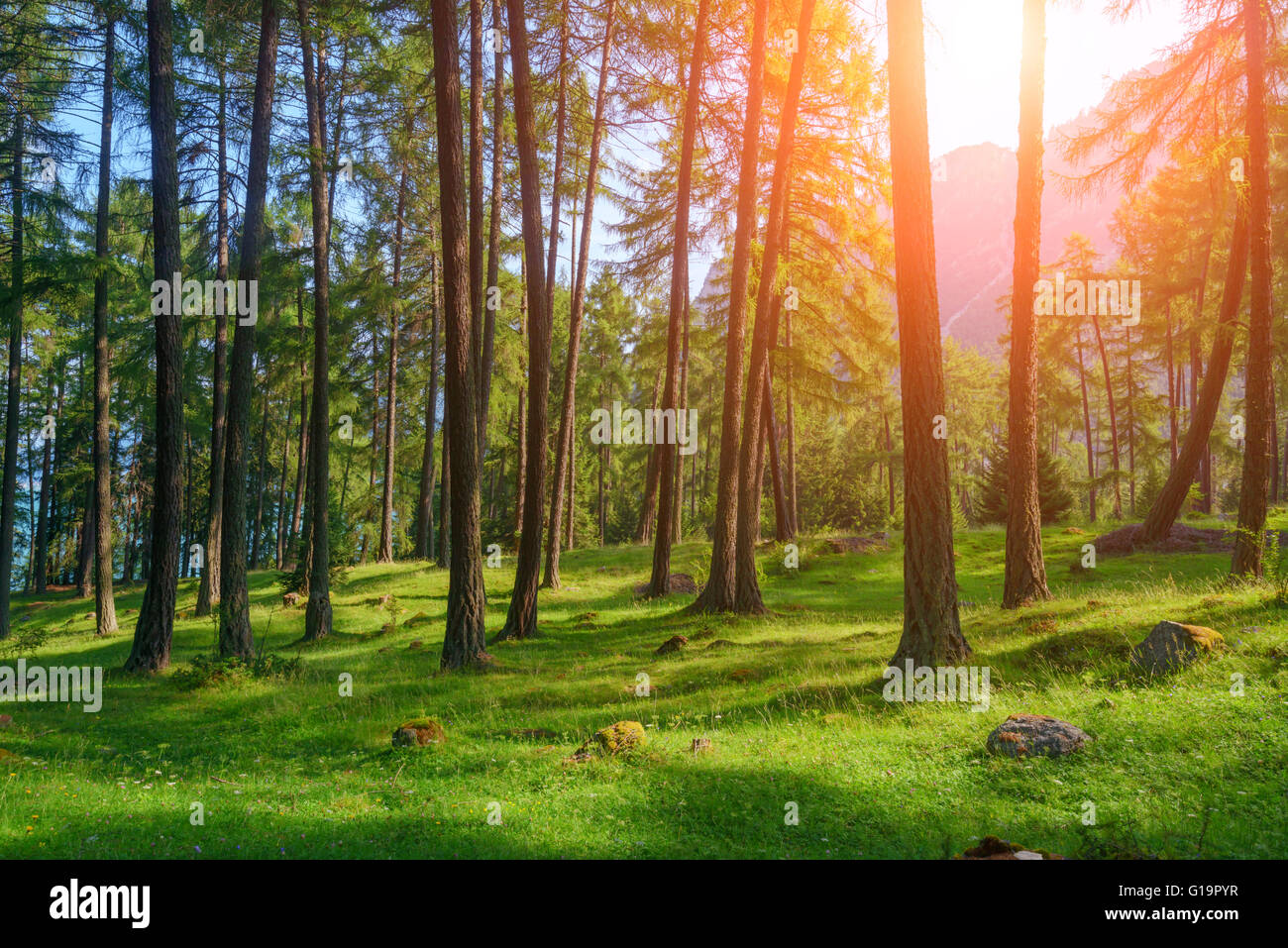 fairy tale fir tree forest Stock Photo - Alamy