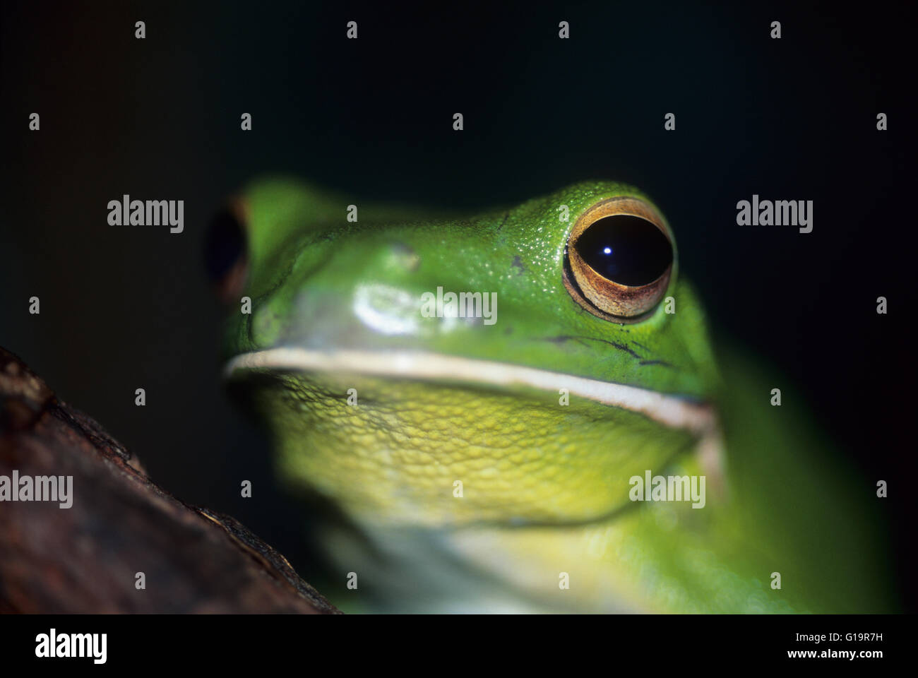 Australia, wildlife, native animals, white-lipped tree frog, closeup of ...