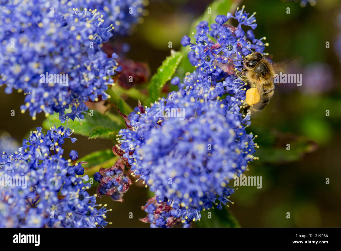 Bee Foraging with pollen on legs ceanote blue flowers Stock Photo - Alamy
