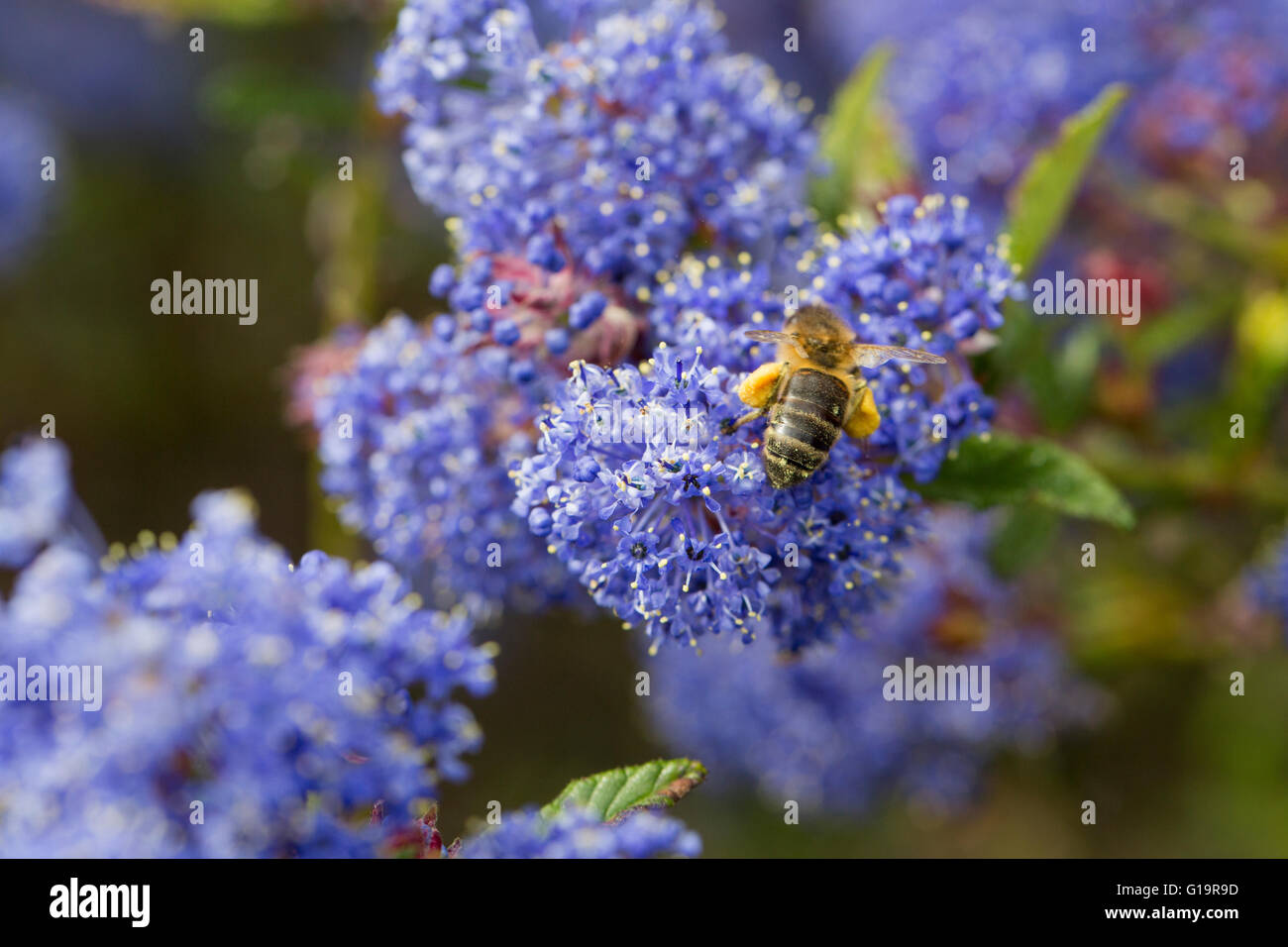 Bee Foraging with pollen on legs ceanote blue flowers Stock Photo - Alamy