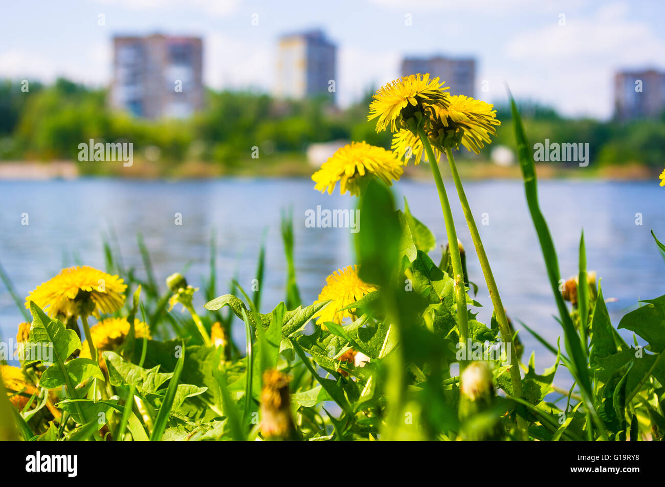 city Park spring - blooming dandelions, green grass, river, blurred ...