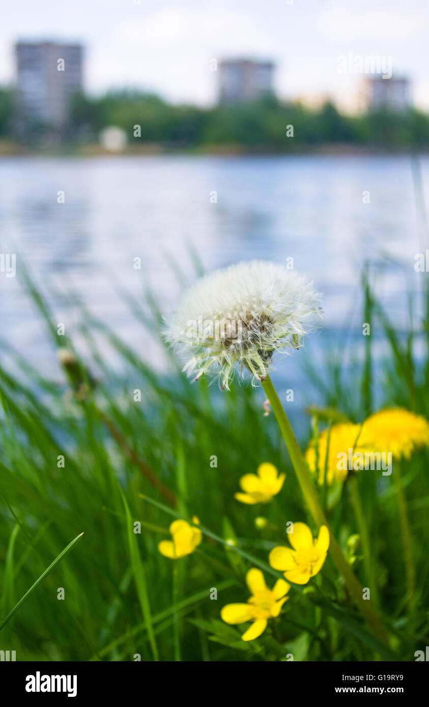 city Park spring - dandelions wither, green grass, river, blurred ...