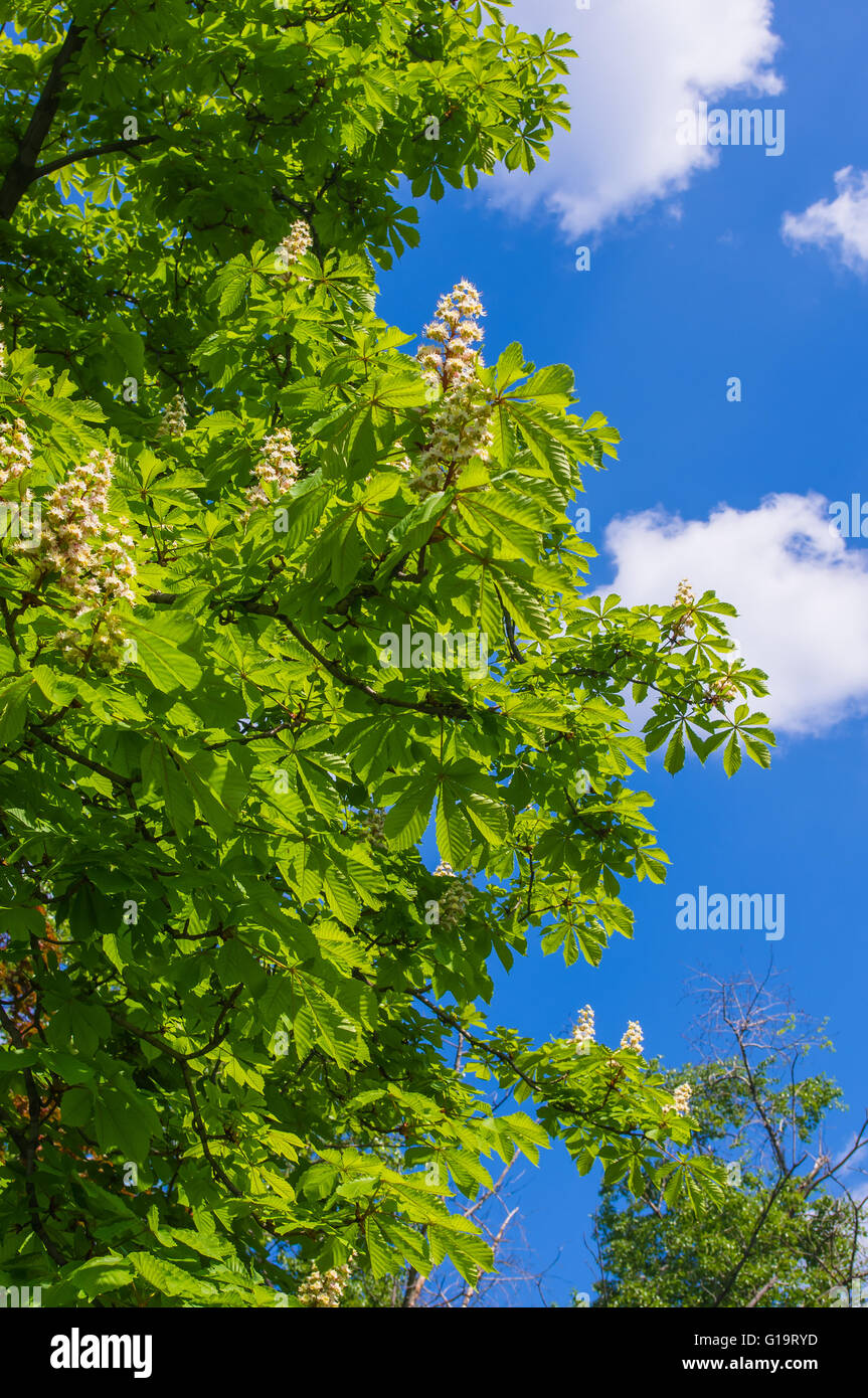 Flowering branches of chestnut (Castanea sativa) tree, and bright blue ...