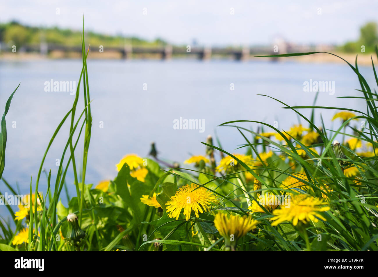 city Park spring - blooming dandelions, green grass, river, blurred ...