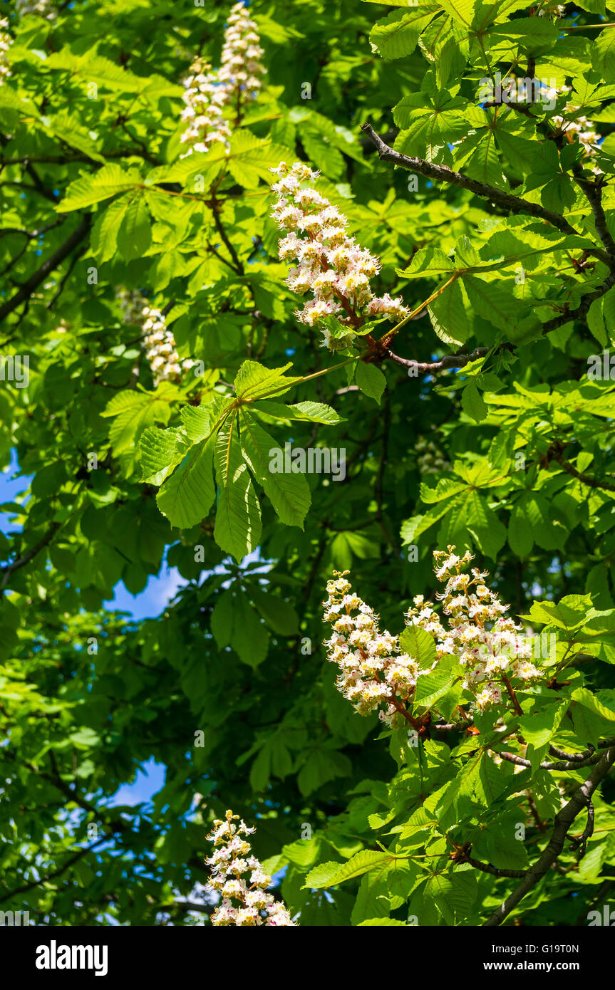 Flowering branches of chestnut (Castanea sativa) tree, and bright blue ...