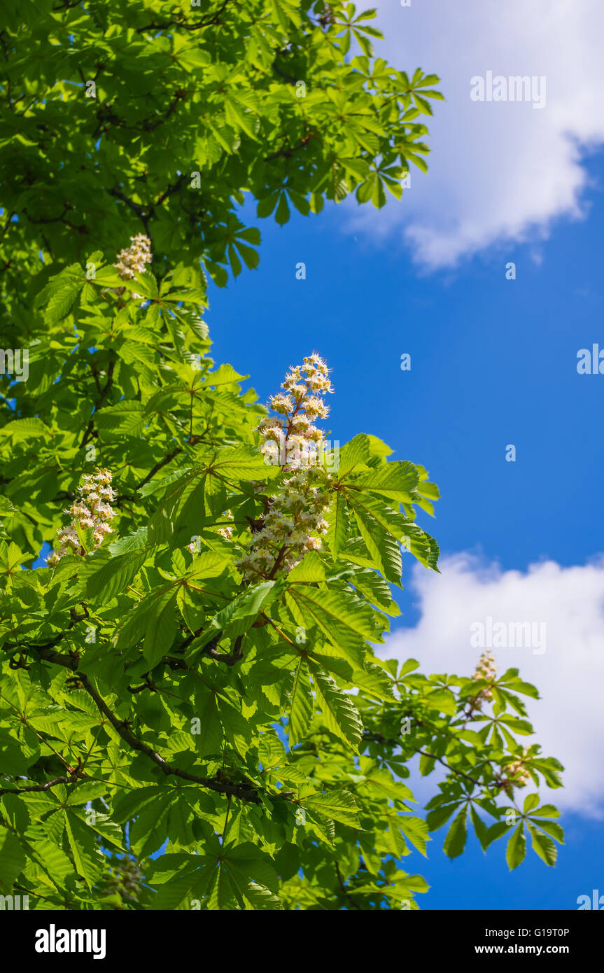 Flowering branches of chestnut (Castanea sativa) tree, and bright blue ...