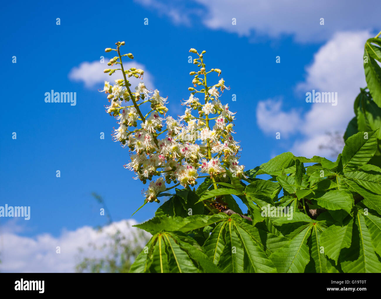 Flowering branches of chestnut (Castanea sativa) tree, and bright blue ...