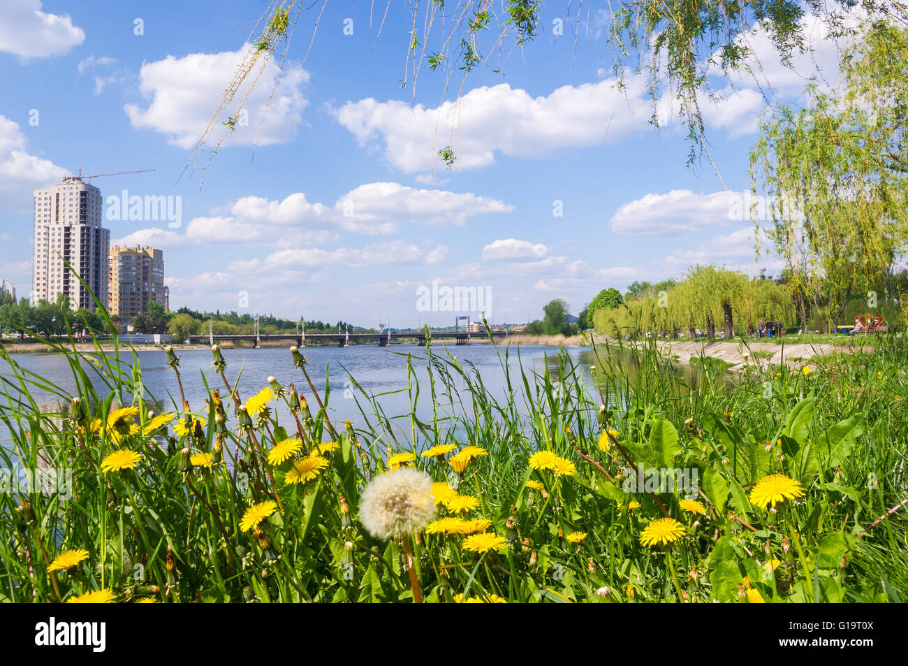 city Park spring - blooming dandelions, green grass, river, blurred ...