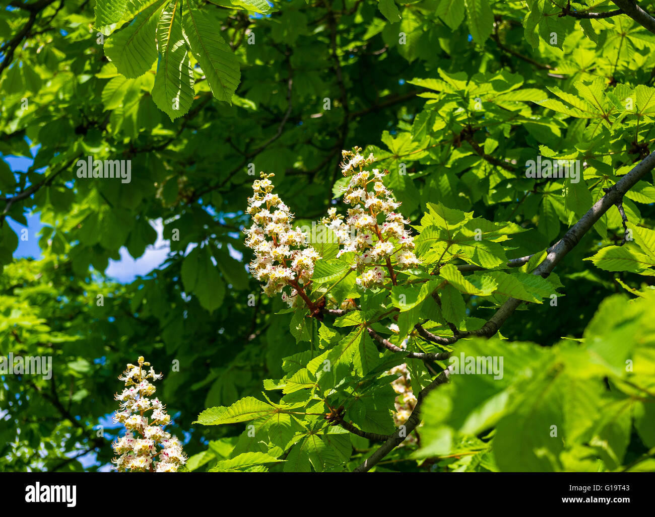 Flowering branches of chestnut (Castanea sativa) tree, and bright blue ...