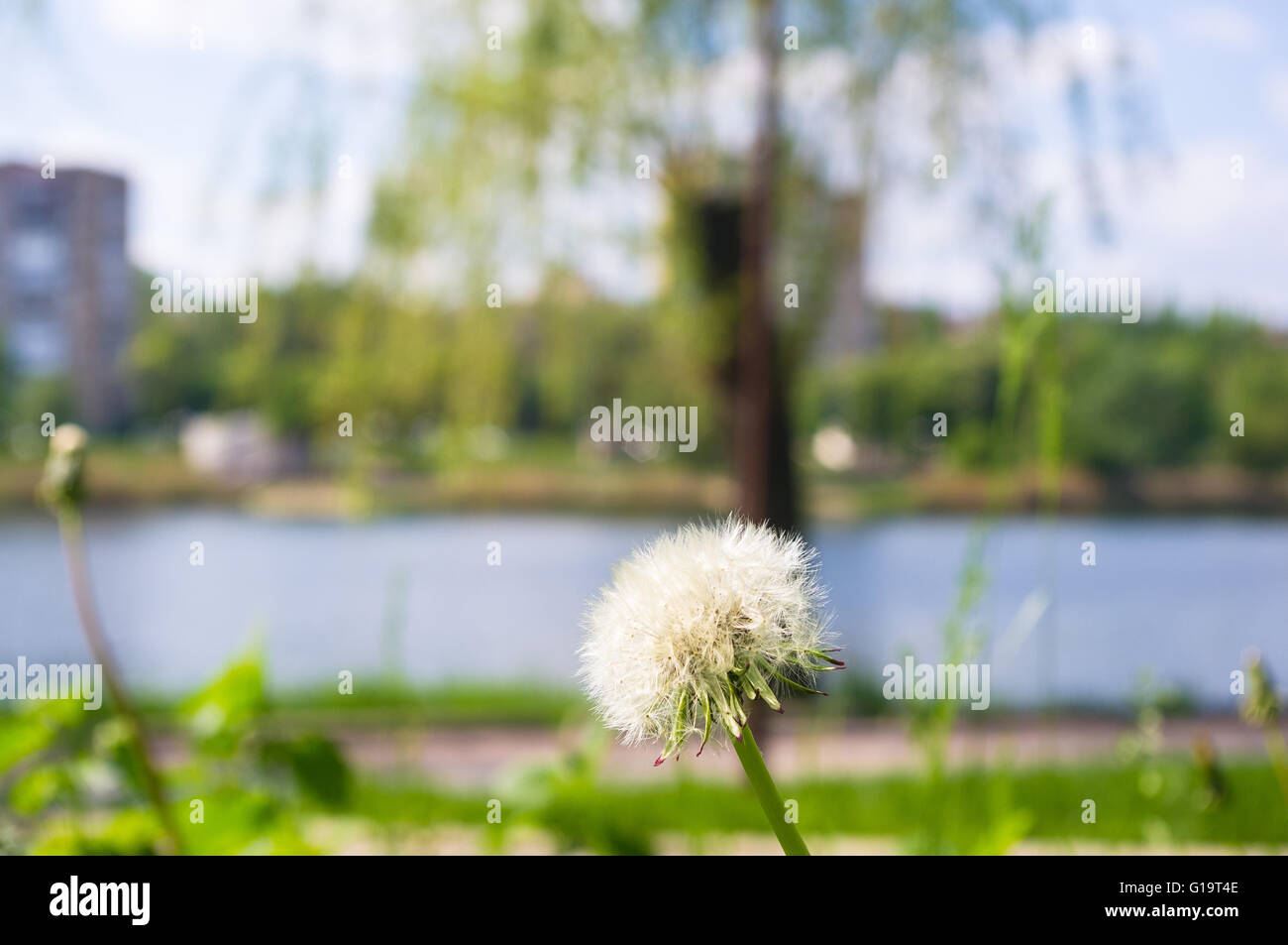 city Park spring - dandelions wither, green grass, river, blurred ...