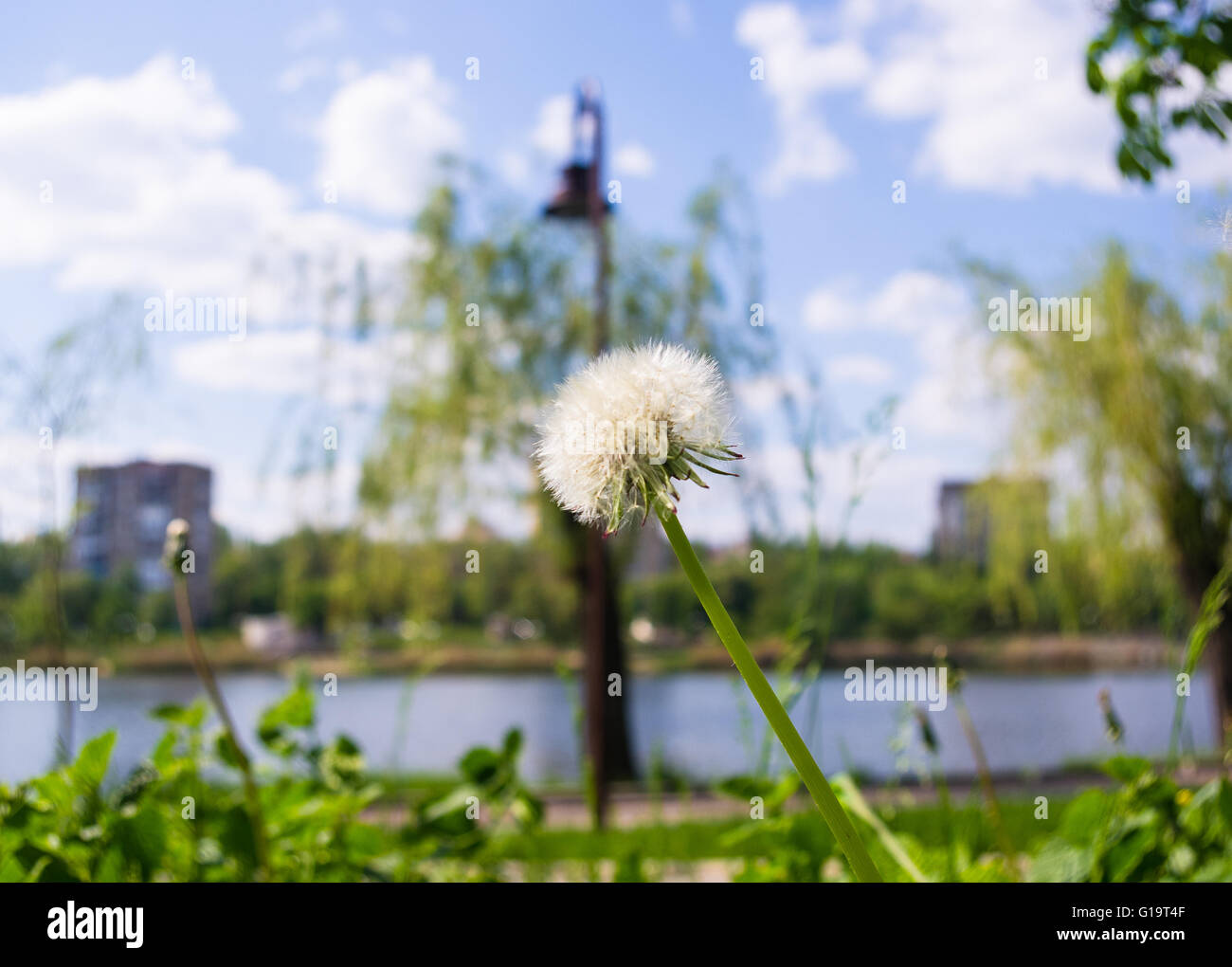 city Park spring - dandelions wither, green grass, river, blurred ...