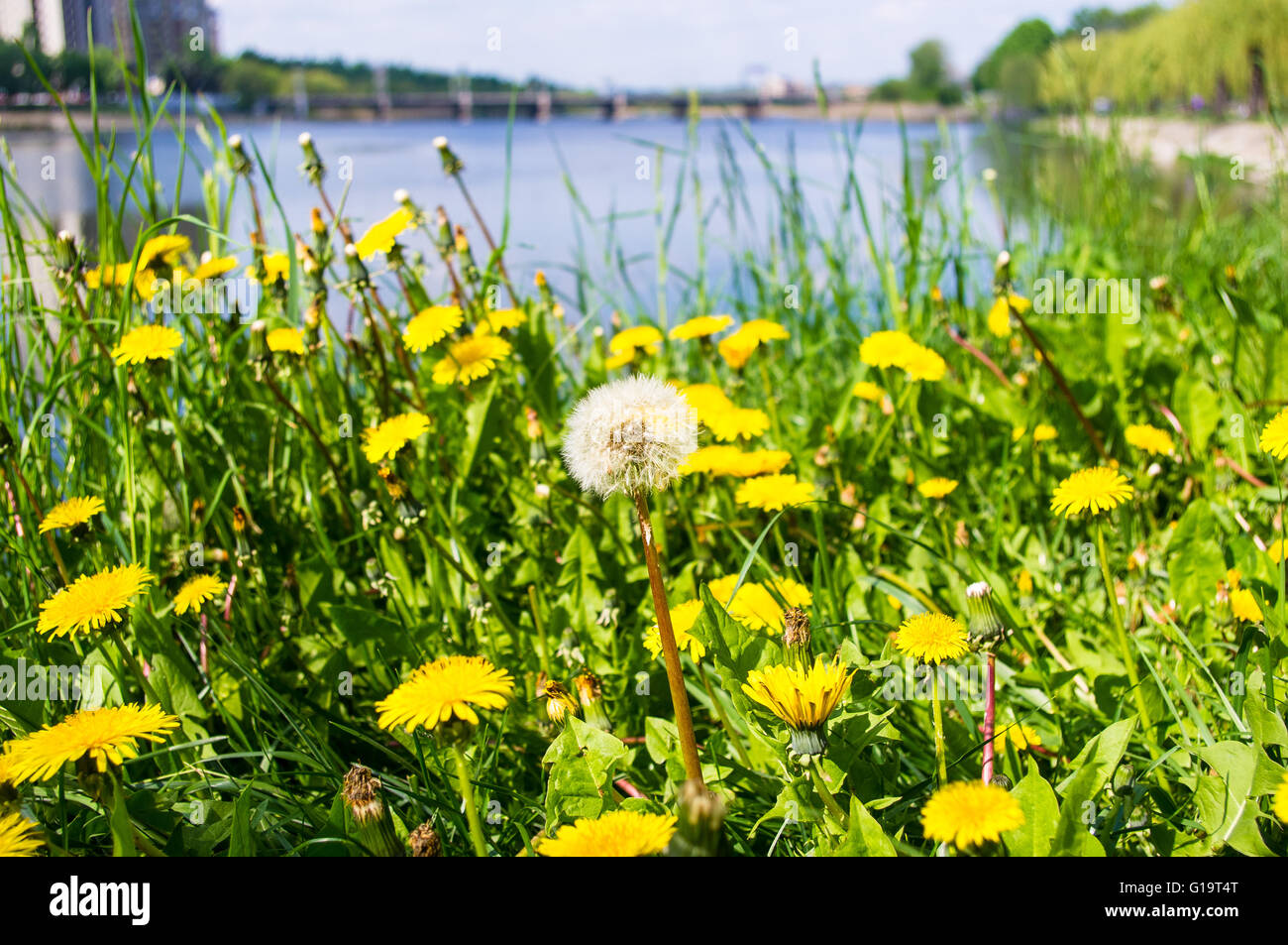 city Park spring - dandelions wither, green grass, river, blurred ...