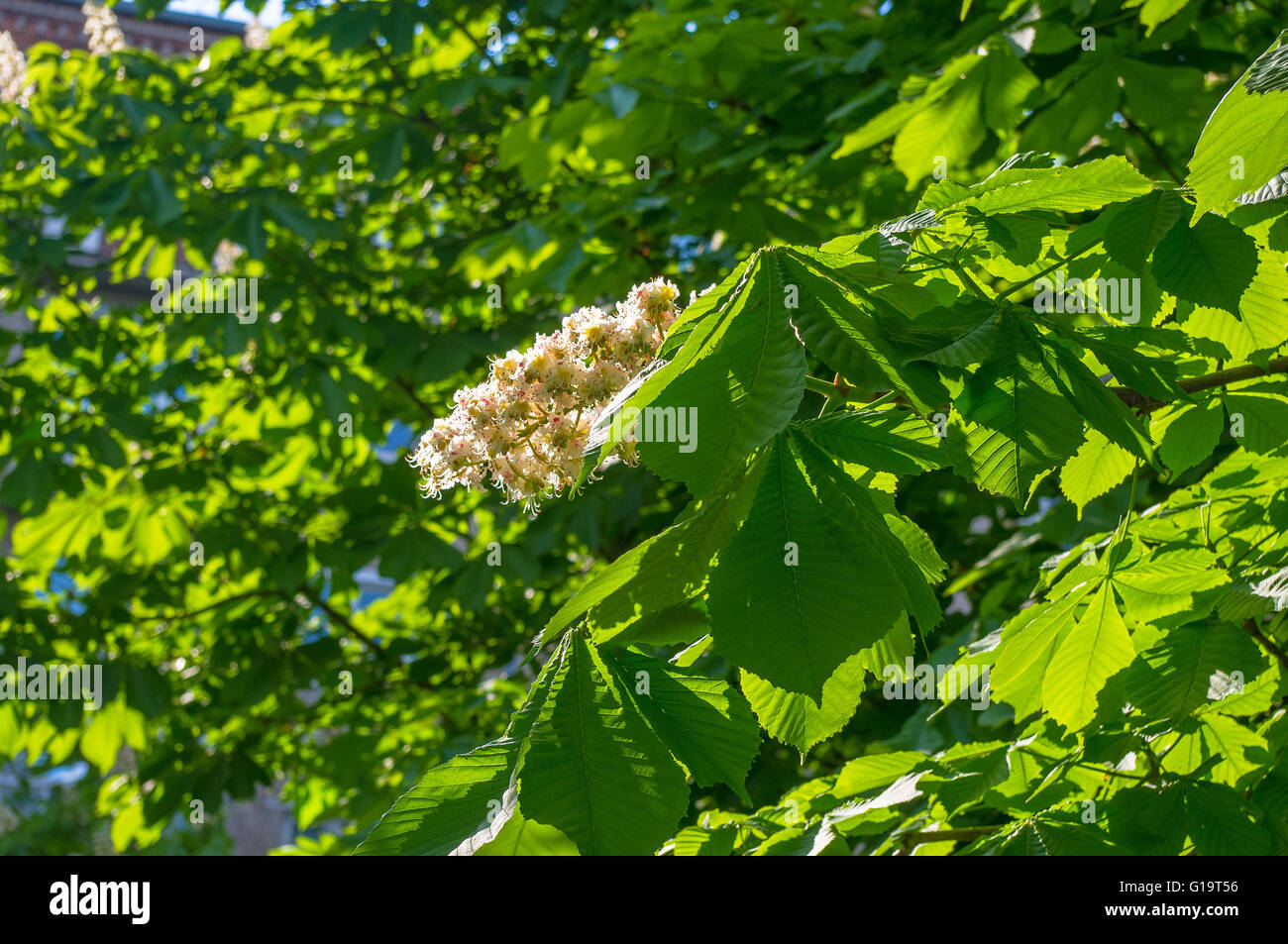 Flowering branches of chestnut (Castanea sativa) tree, and bright blue ...