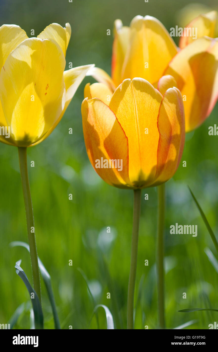 Tulip yellow flowers hi-res stock photography and images - Alamy