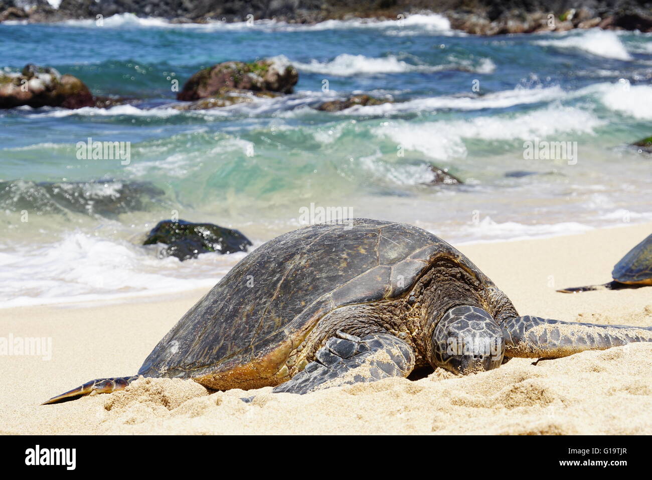 Giant sea turtles hi-res stock photography and images - Alamy