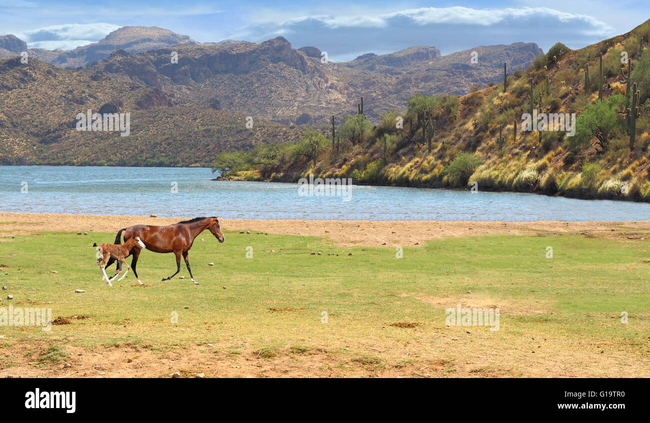 Wild Horses - Wild Horse running in field with colt near river and ...