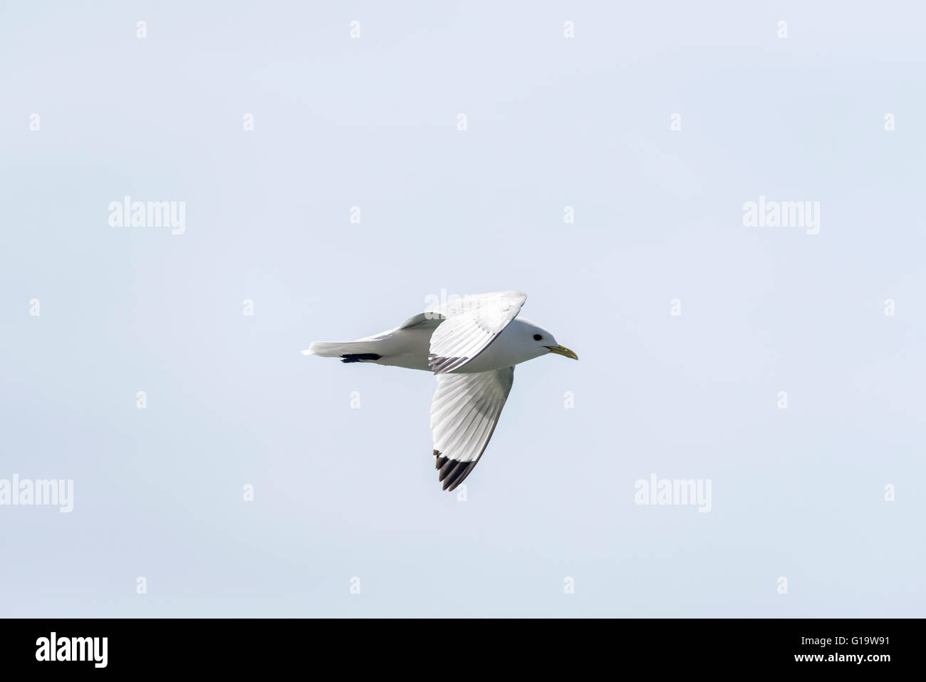 A Kittiwake flying Stock Photo - Alamy