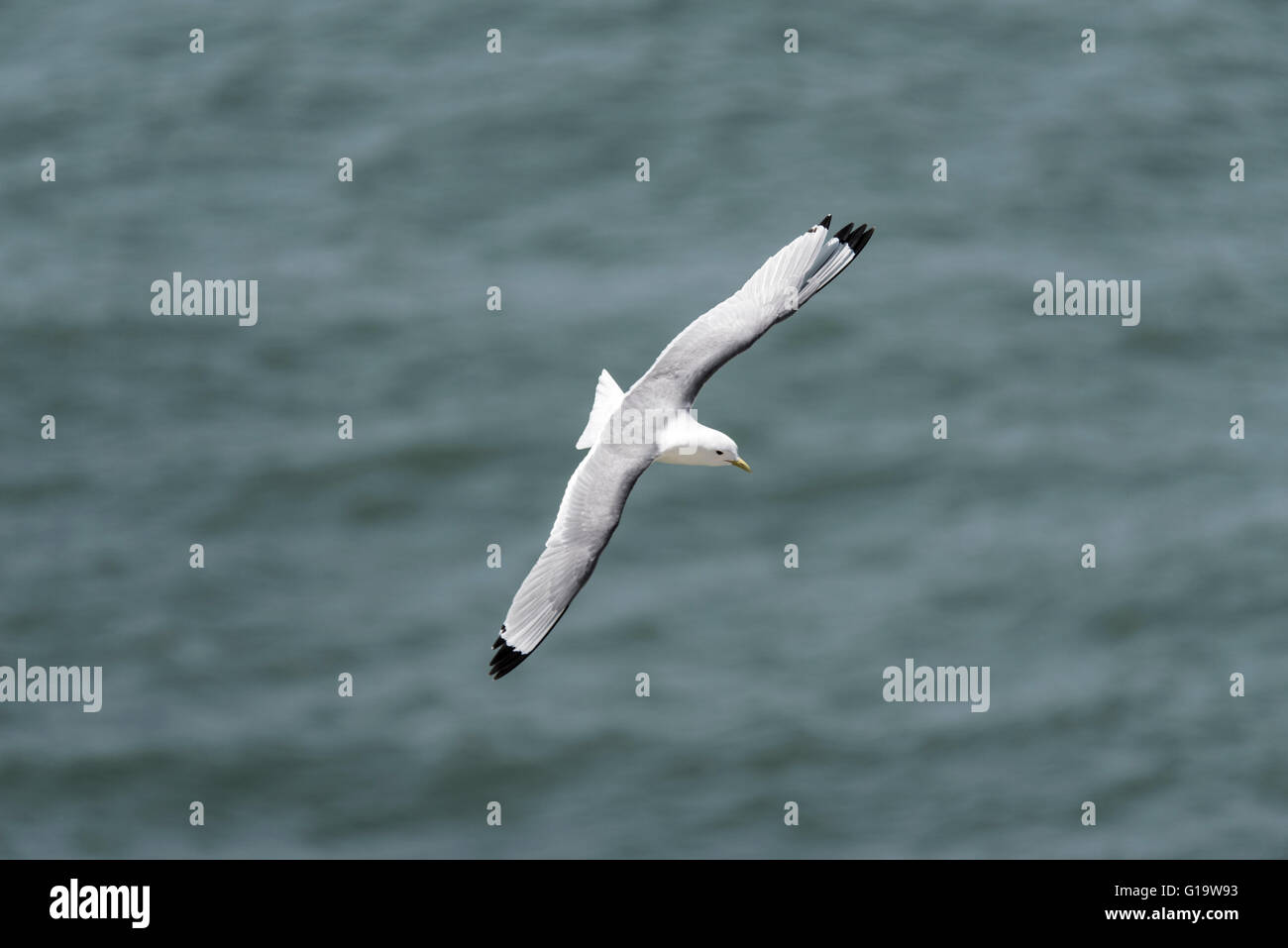 Kittiwakes sussex hi-res stock photography and images - Alamy