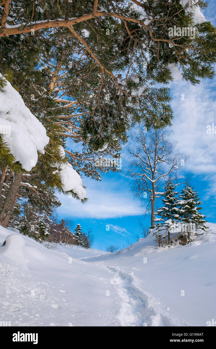 Winter landscape with fresh snow in a mountain forest Stock Photo - Alamy