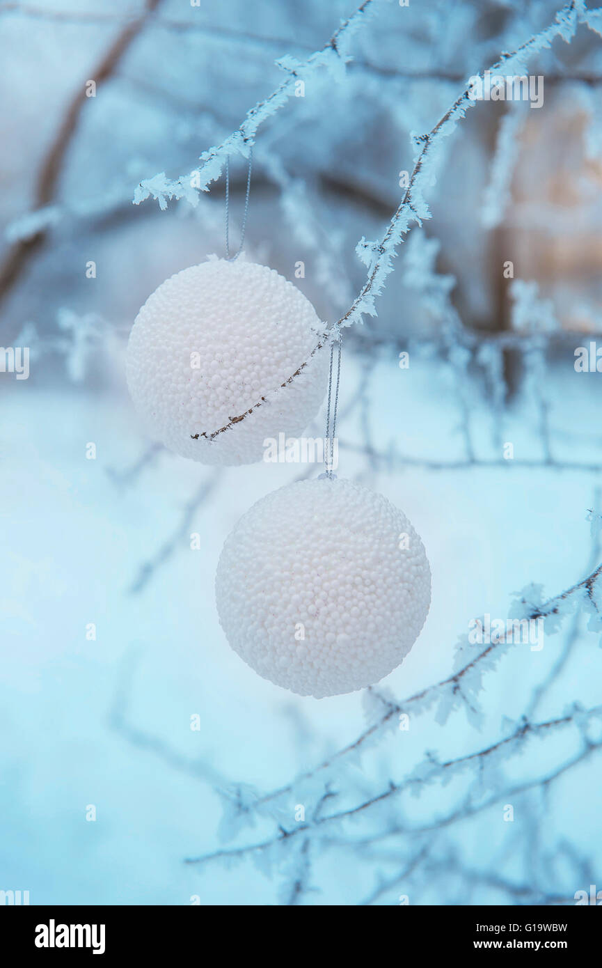 Isolated tree white background nobody hi-res stock photography and ...