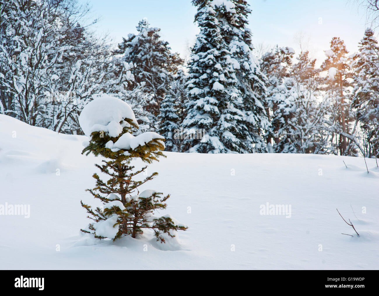 Season christmas winter scenes fir hi-res stock photography and images ...