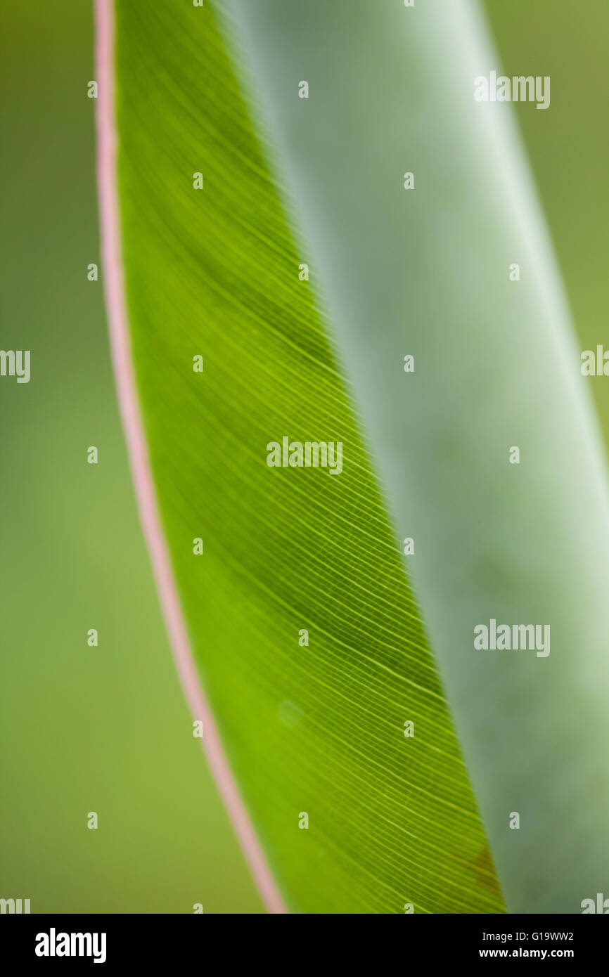 Banana leaf after rain hi-res stock photography and images - Alamy