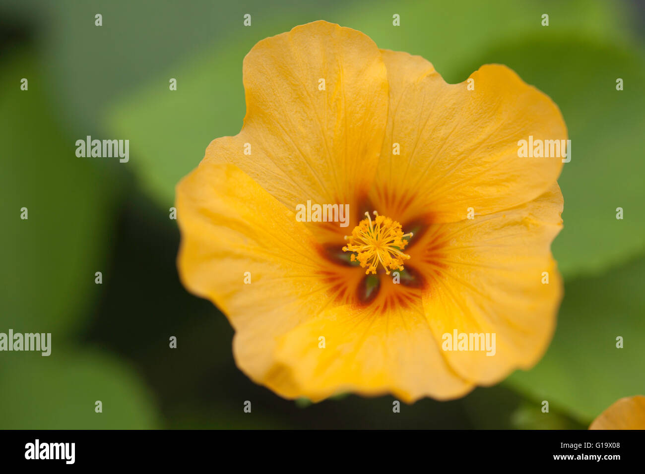 Closeup of yellow `ilima blossom Stock Photo - Alamy