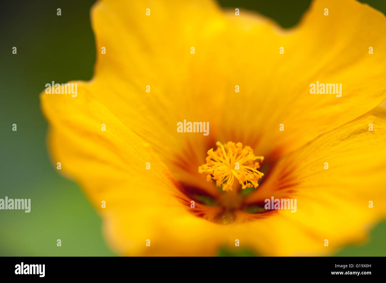 Ilima flower hi-res stock photography and images - Alamy