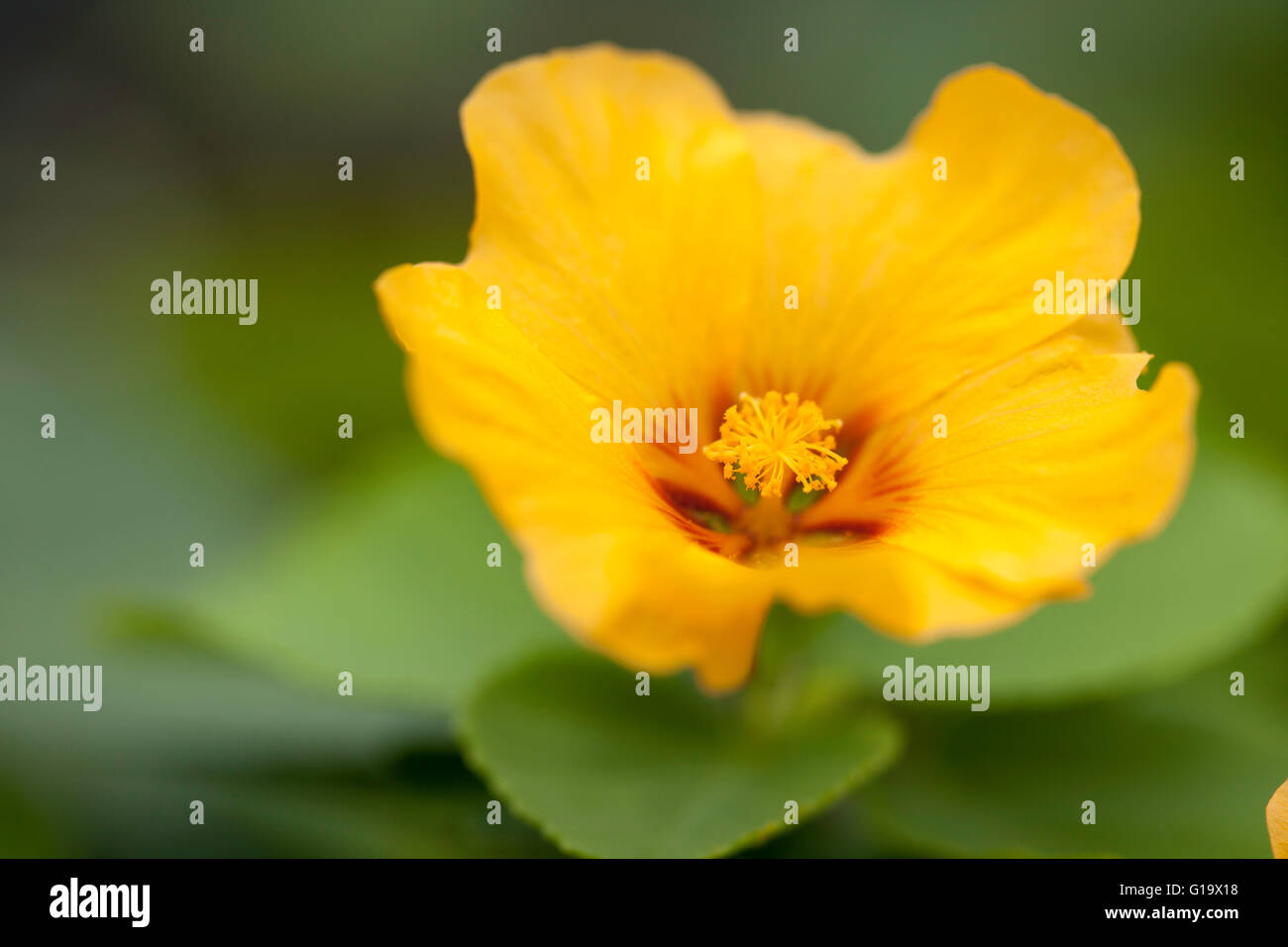 Ilima flower hi-res stock photography and images - Alamy