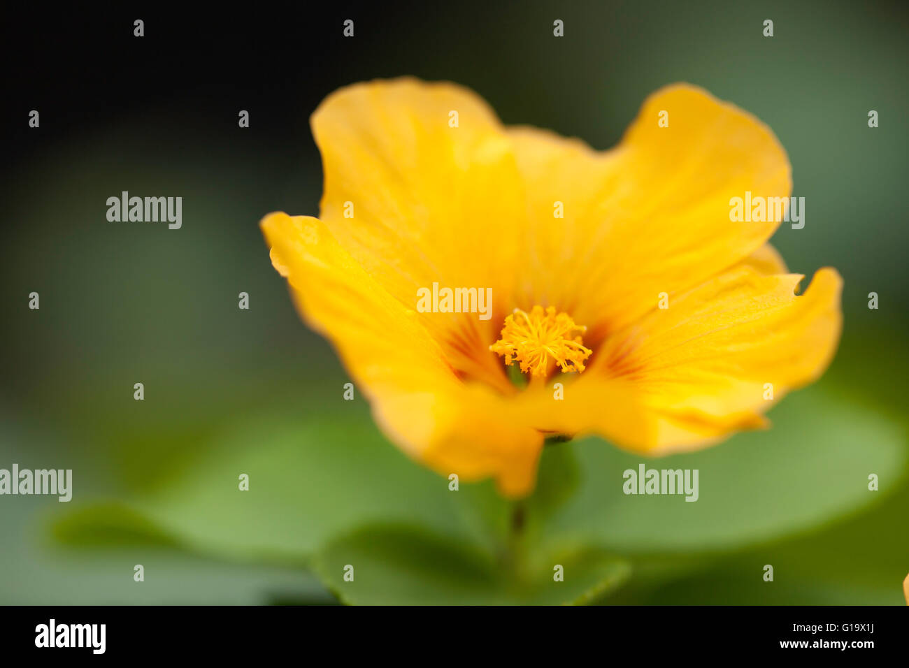 Ilima flower hi-res stock photography and images - Alamy