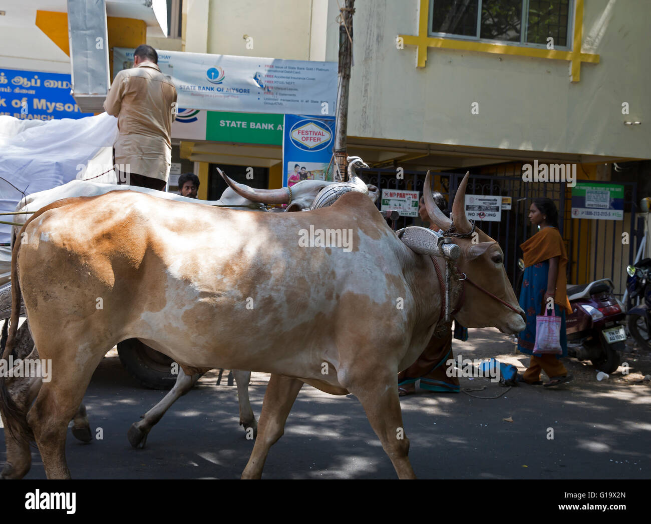 Cows in a street in Chennai India which is crowded with people and ...