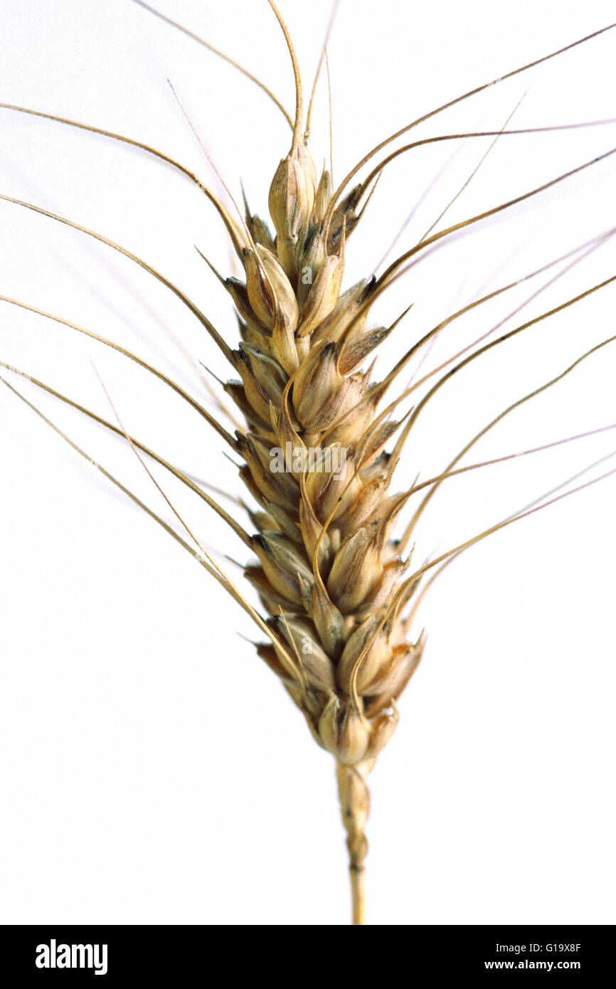 Dried wheat hi-res stock photography and images - Alamy