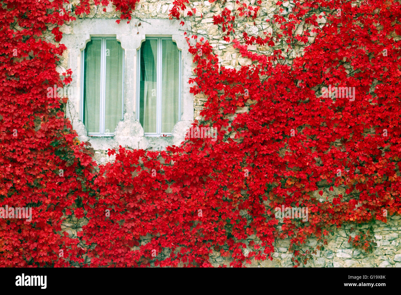 France, Provence, Vaucluse, Senanque Abbey, Courtyard, Red Ivy Stock ...