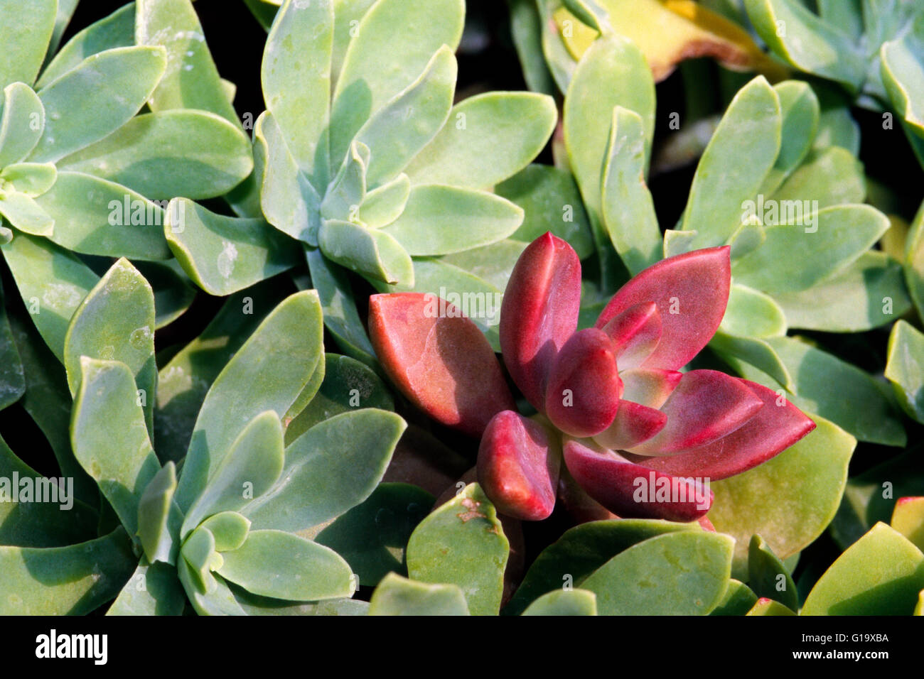 Red end hi-res stock photography and images - Alamy
