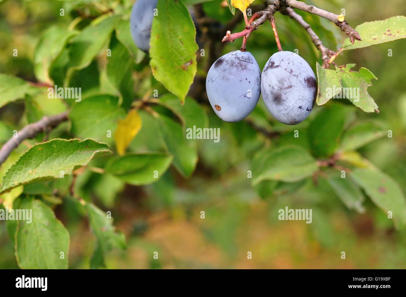 Damson tree garden hi-res stock photography and images - Alamy